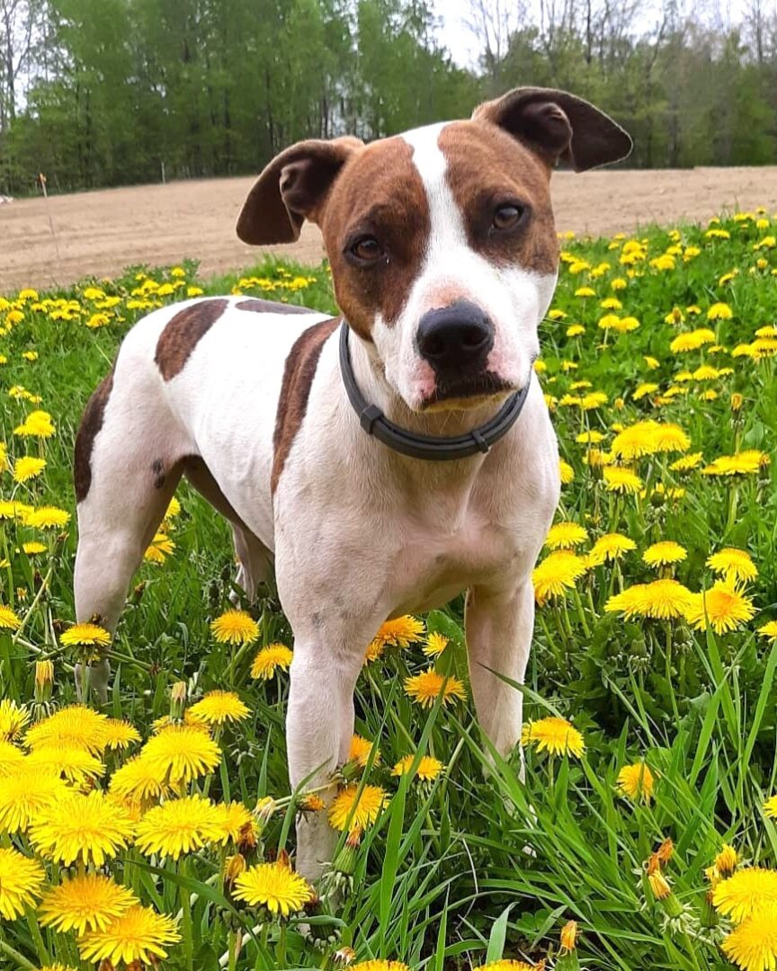 Pit Rat Terrier (Rat Terrier & Pitbull Mix) Info, Pictures, Facts, FAQs ...