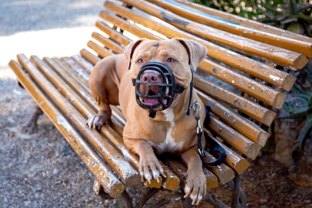 Do Pitbulls Have Lockjaw? Myths and Truth of Lockjaw in Pitbulls