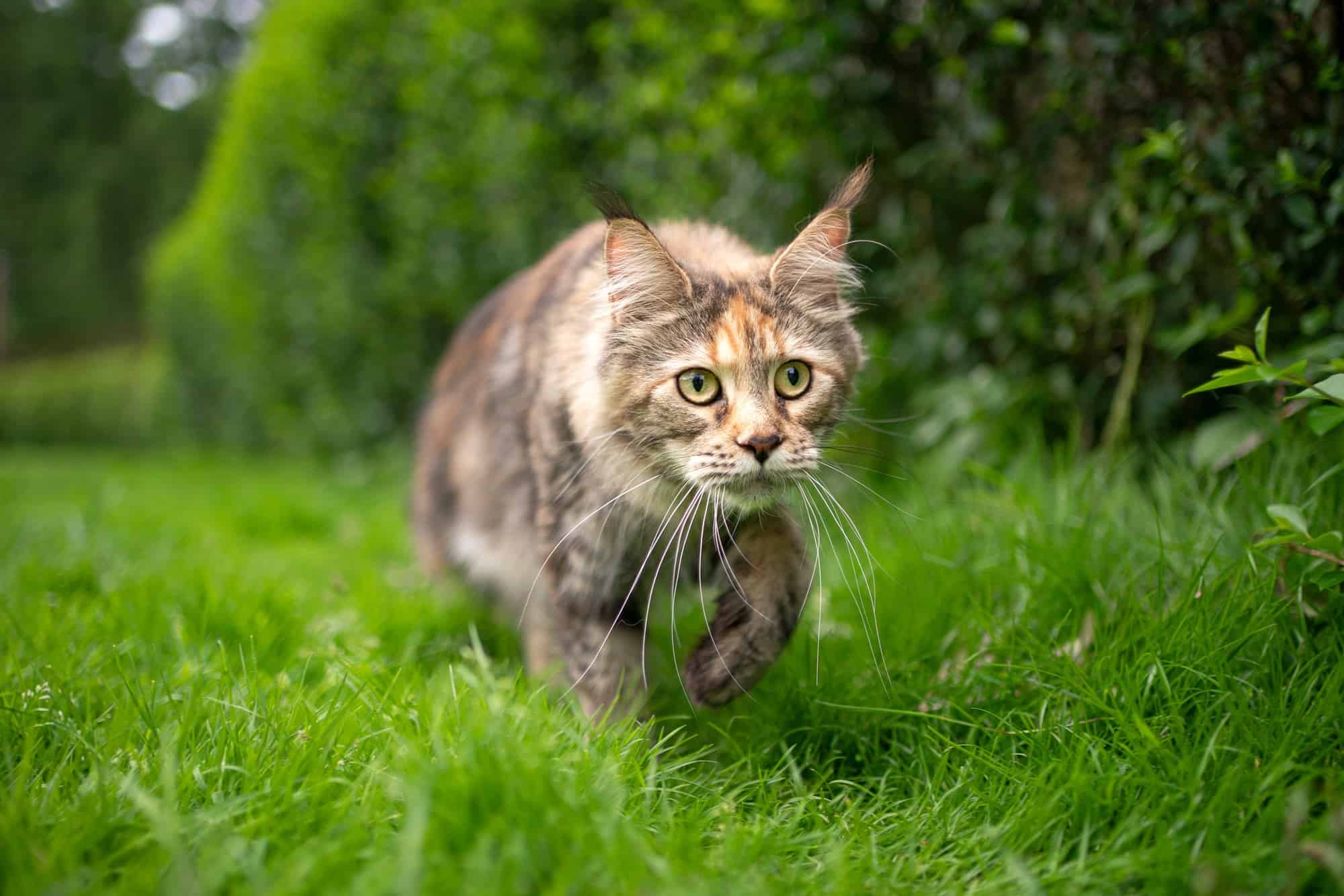 Tortoiseshell Maine Coon: Facts, Traits & More (With Pictures)
