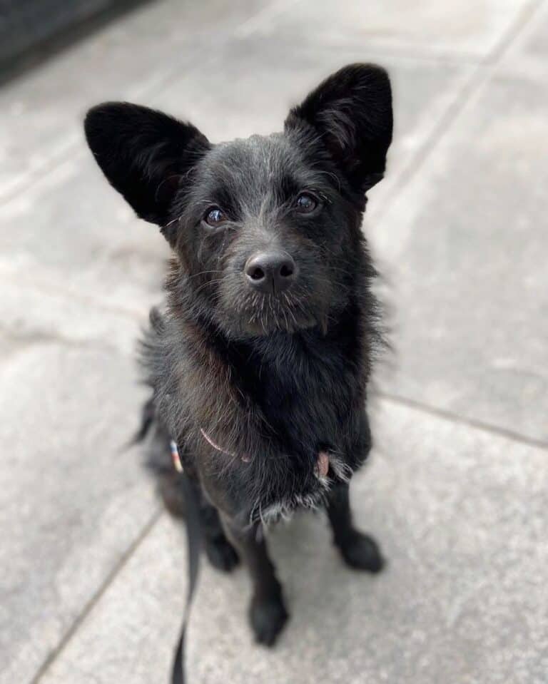 Poo Shi (Poodle & Shiba Inu Mix) Info, Pictures, Facts, FAQs & More