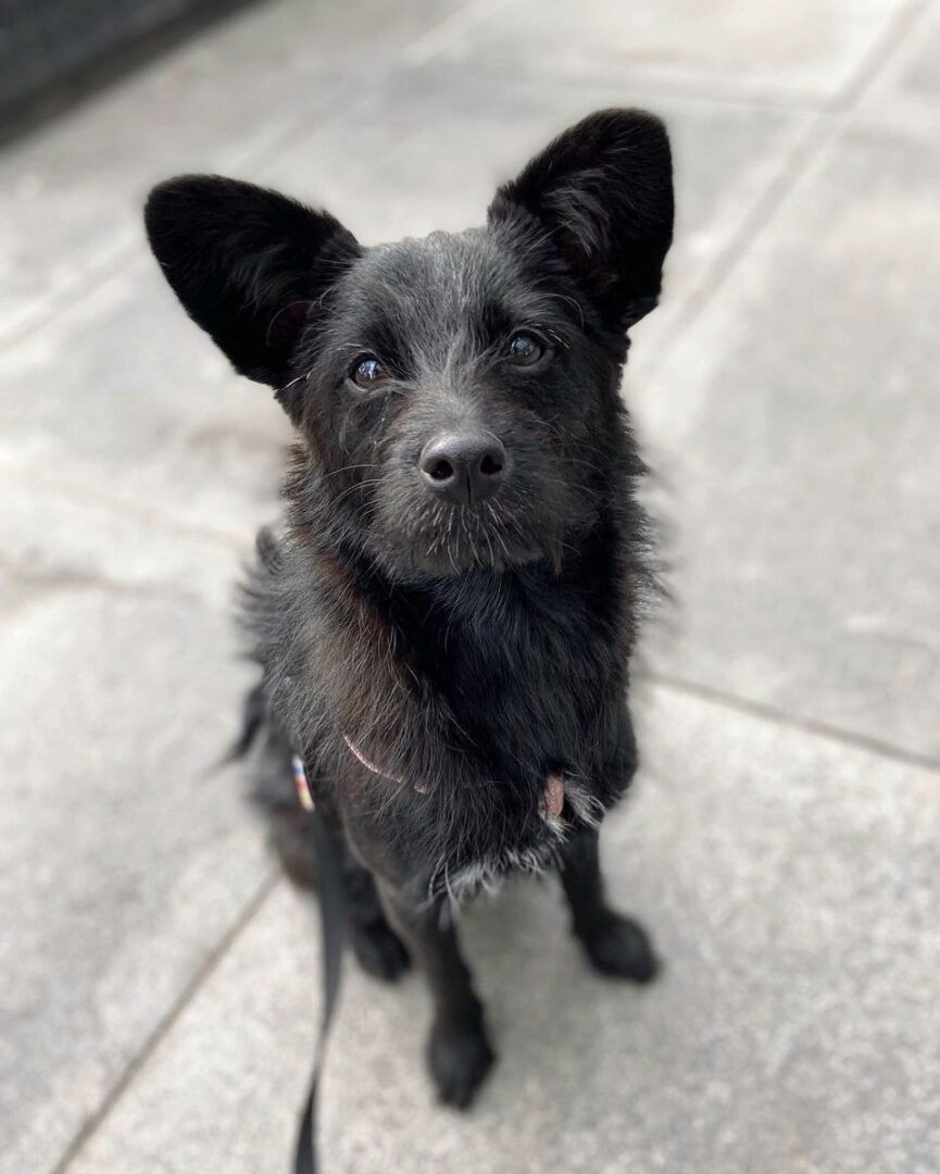 Poo Shi (Poodle & Shiba Inu Mix) Info, Pictures, Facts, FAQs & More