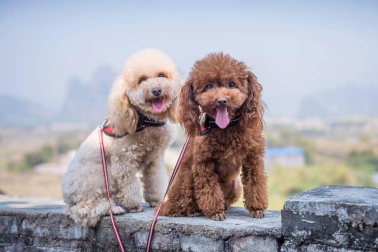 Poodle Lifespan: How Long Do Poodles Live? - Bubbly Pet