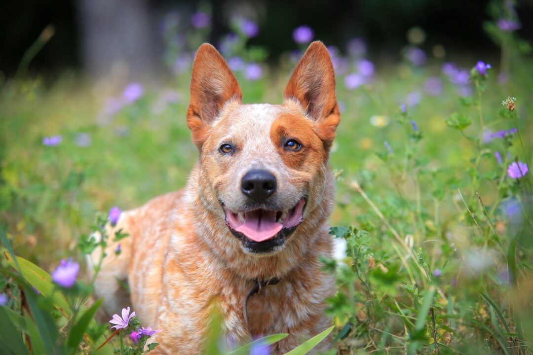 Red Heeler Dog Breed Info, Pictures, Facts, Puppy Price & FAQs