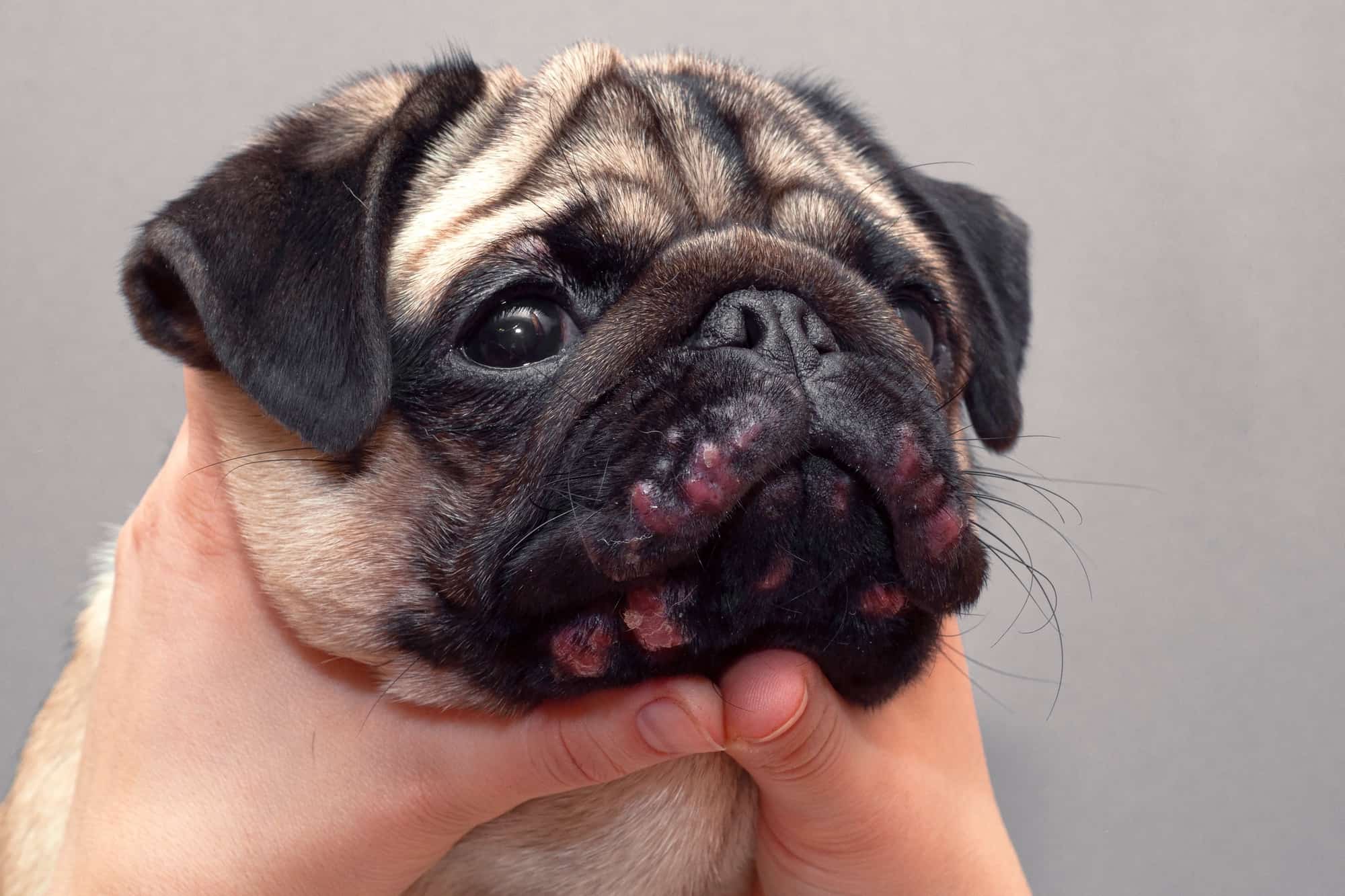 Crusty Scabs Around My Dog's Mouth (Causes, Treatment & Prevention)