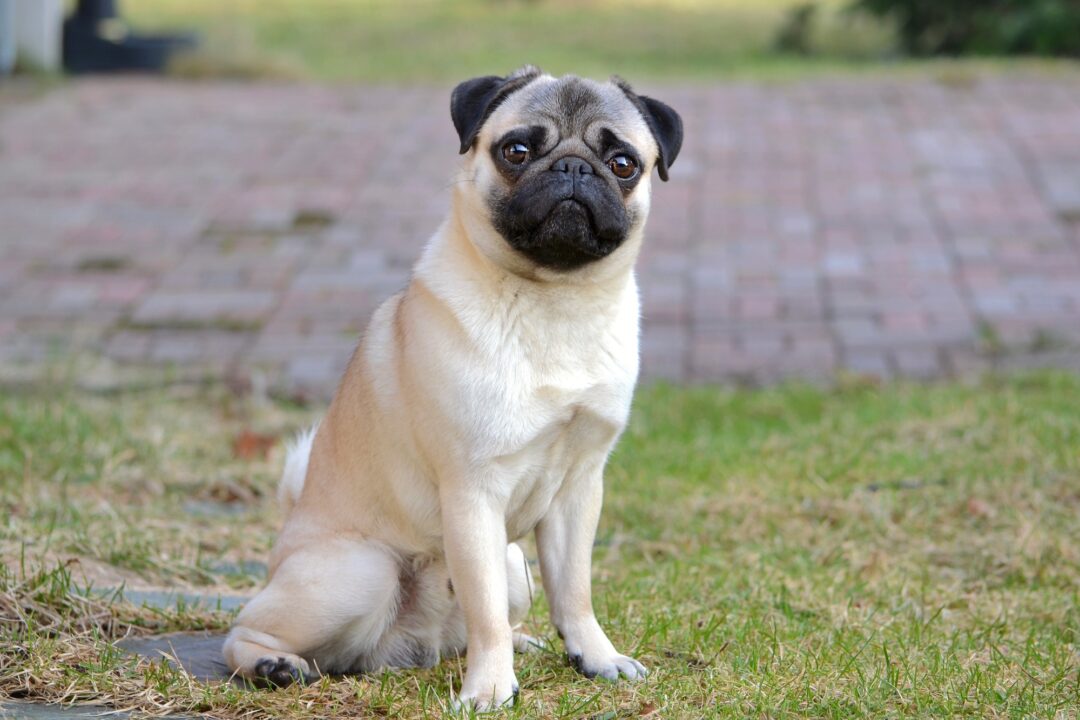 Fawn Pug: Facts, Genetics, Puppy Price & FAQs (With Pictures)