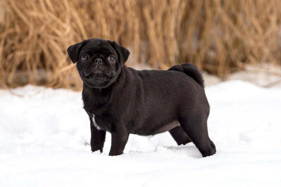 Black Pug: Facts, Genetics, Puppy Price & FAQs (With Pictures)