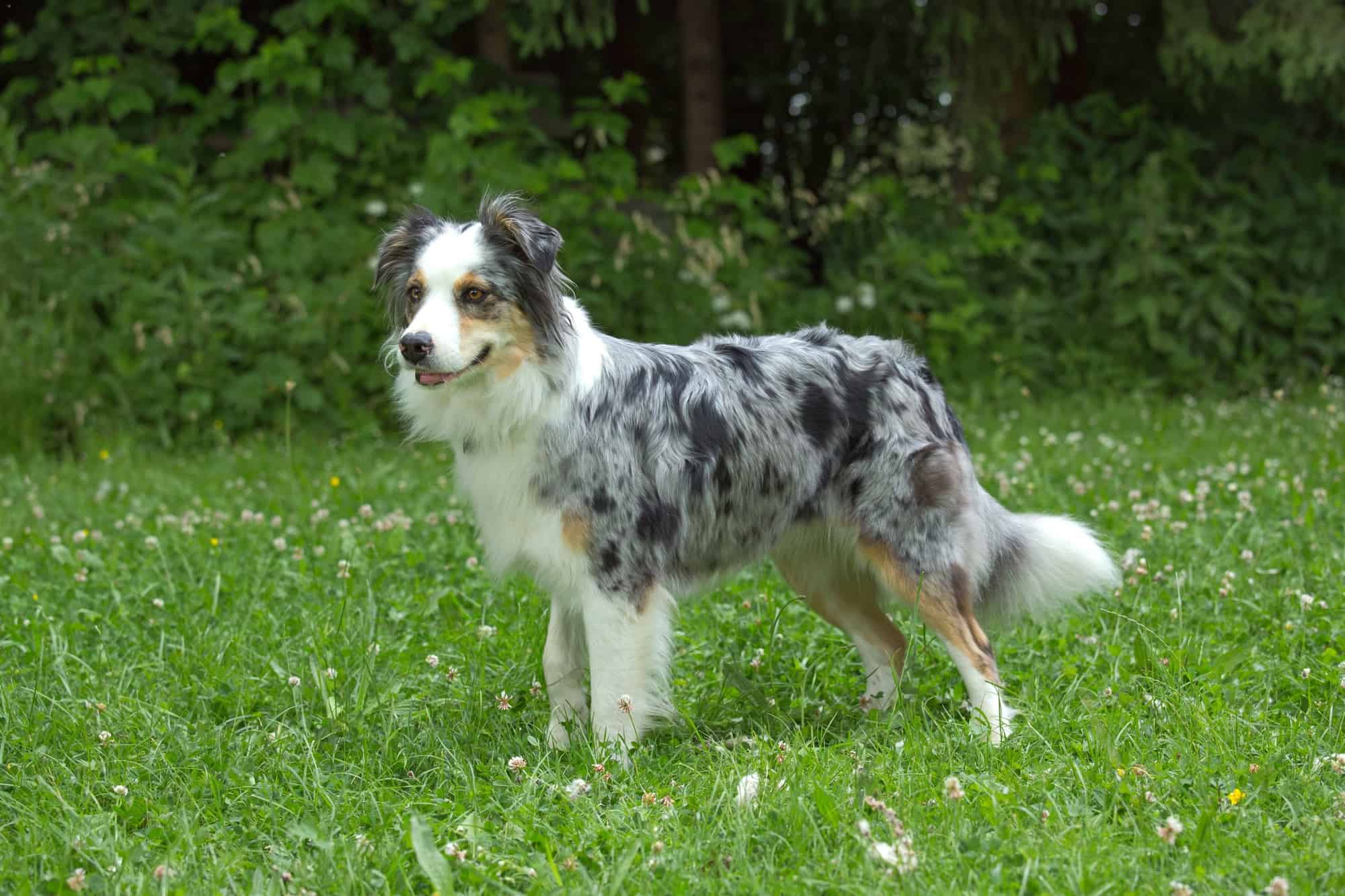 Tri Color Border Collie: Facts, Genetics & FAQs (With Pictures)