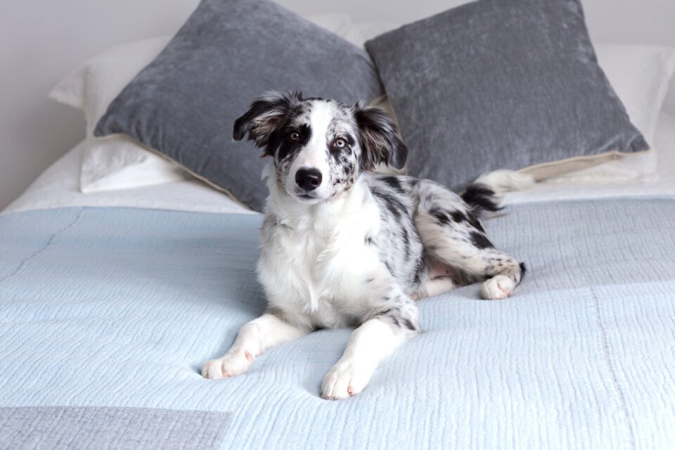 Blue Merle Border Collie: Facts, Genetics & More (With Pictures)