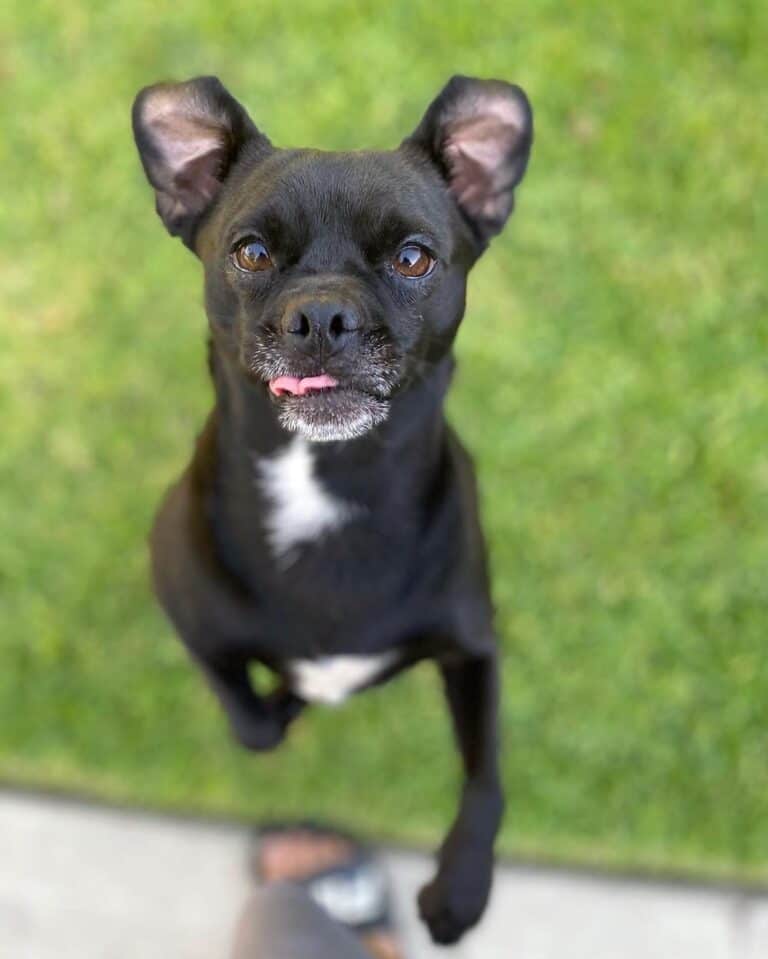 Pugador (Pug Lab Mix) Info, Pictures, Facts, FAQs & More