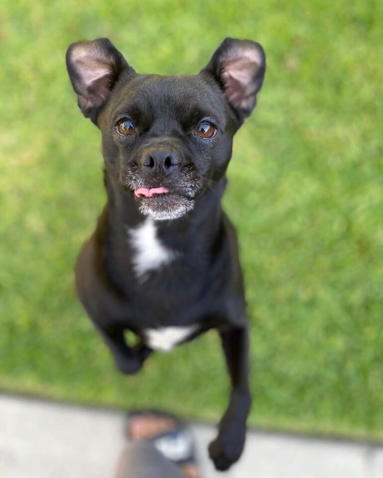 Pugador (Pug Lab Mix) Info, Pictures, Facts, FAQs & More