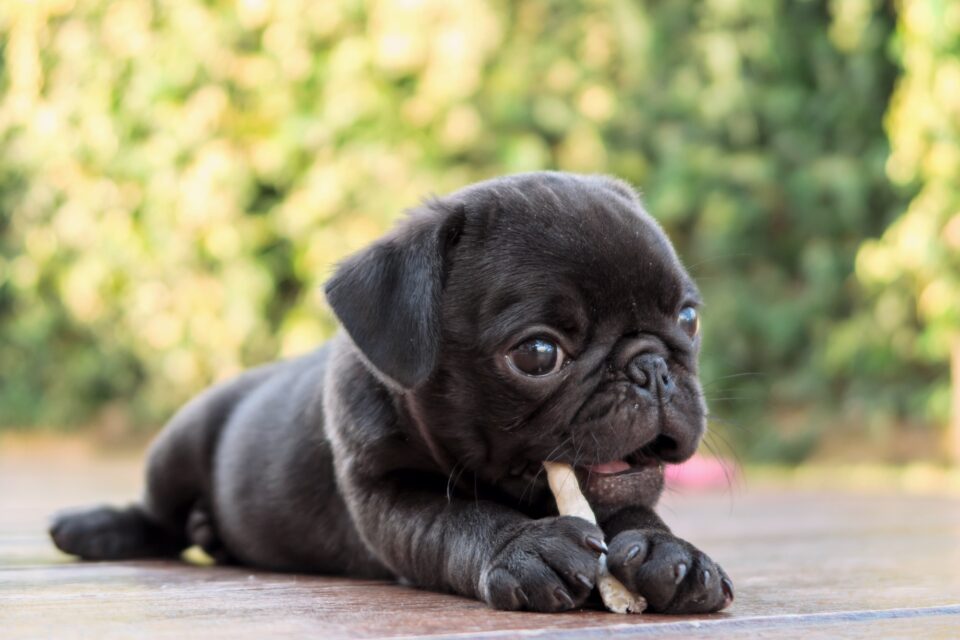Black Pug: Facts, Genetics, Puppy Price & FAQs (With Pictures)