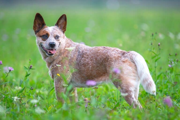 Red Heeler Dog Breed Info, Pictures, Facts, Puppy Price & FAQs
