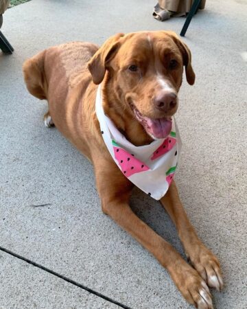 Golden Rottie Retriever (Golden Retriever & Rottweiler Mix) Info ...