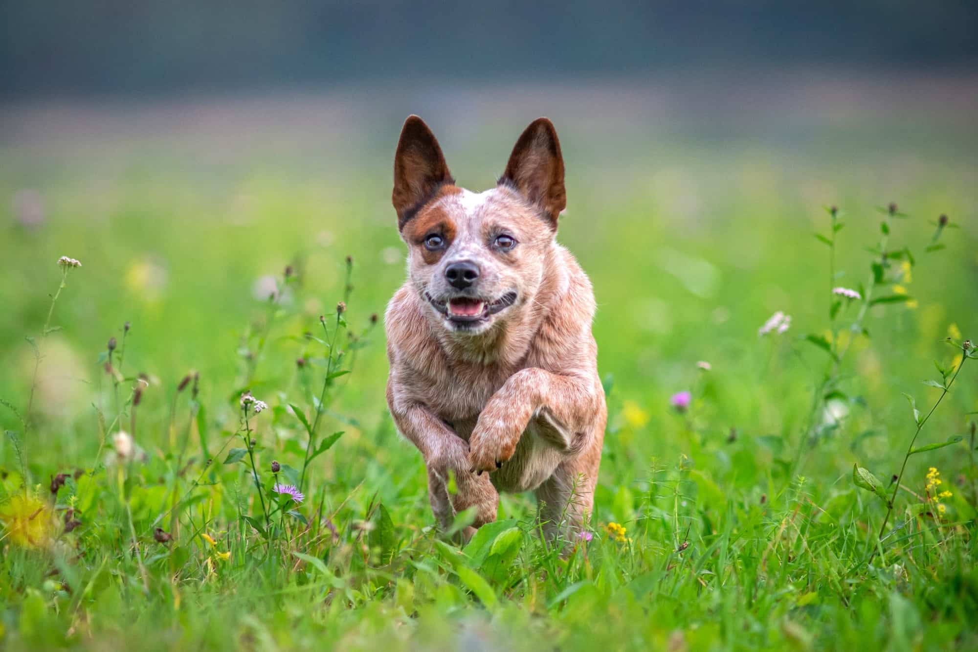 Red Heeler Dog Breed Info, Pictures, Facts, Puppy Price & FAQs