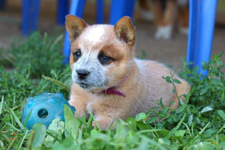 Red Heeler Dog Breed Info, Pictures, Facts, Puppy Price & FAQs
