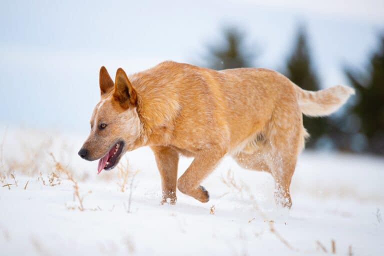 Red Heeler Dog Breed Info, Pictures, Facts, Puppy Price & FAQs