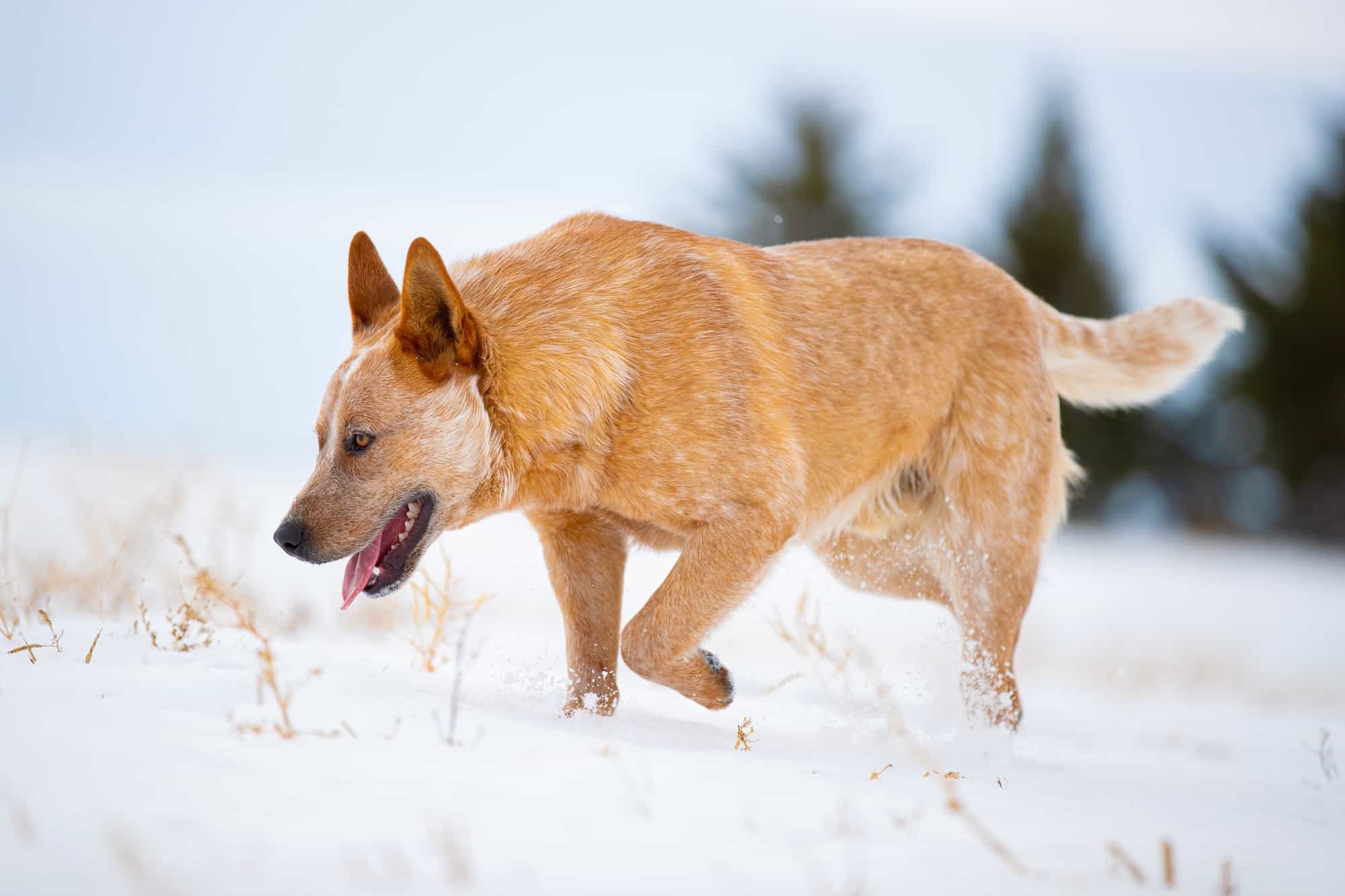Red Heeler Dog Breed Info, Pictures, Facts, Puppy Price & FAQs