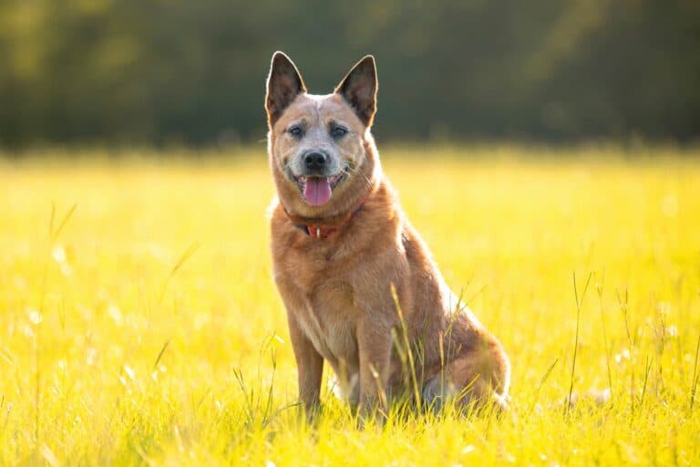 Red Heeler Dog Breed Info, Pictures, Facts, Puppy Price & FAQs