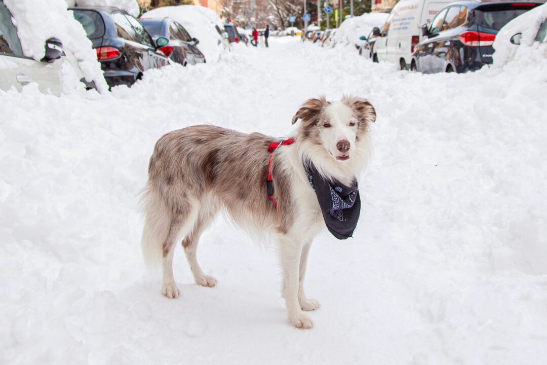 Red Merle Border Collie: Facts, Genetics & More (With Pictures)