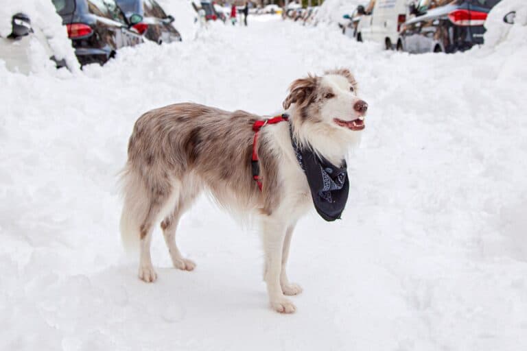 Red Merle Border Collie: Facts, Genetics & More (With Pictures)