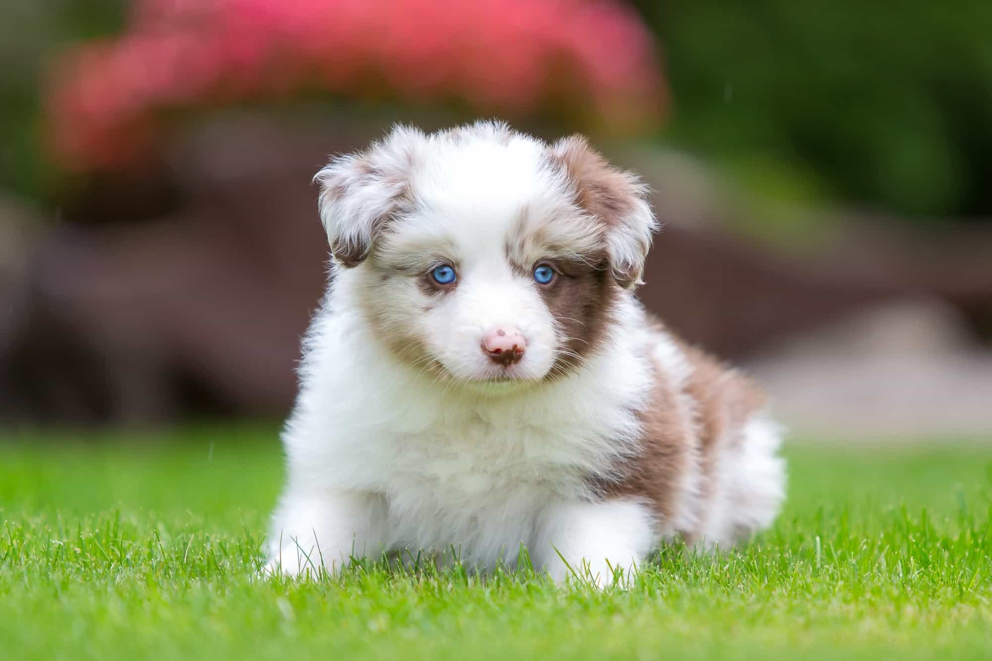 Red Merle Border Collie: Facts, Genetics & More (With Pictures)