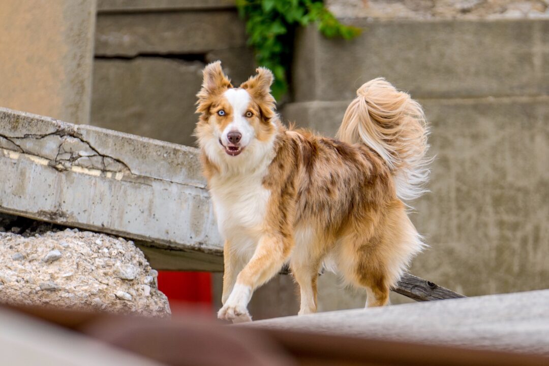 Red Merle Border Collie: Facts, Genetics & More (With Pictures)