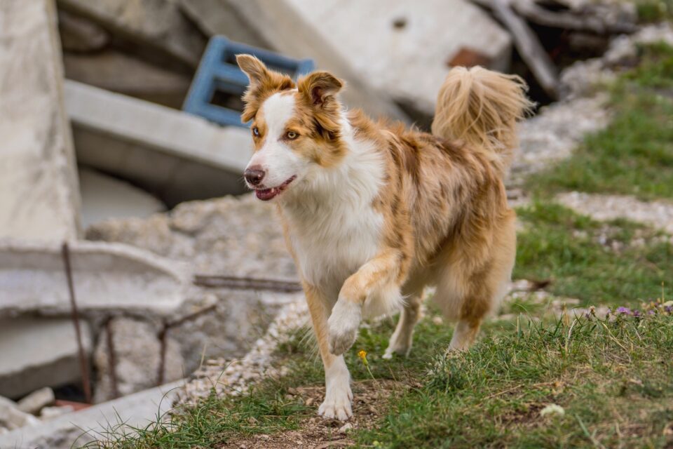 Red Merle Border Collie: Facts, Genetics & More (With Pictures)