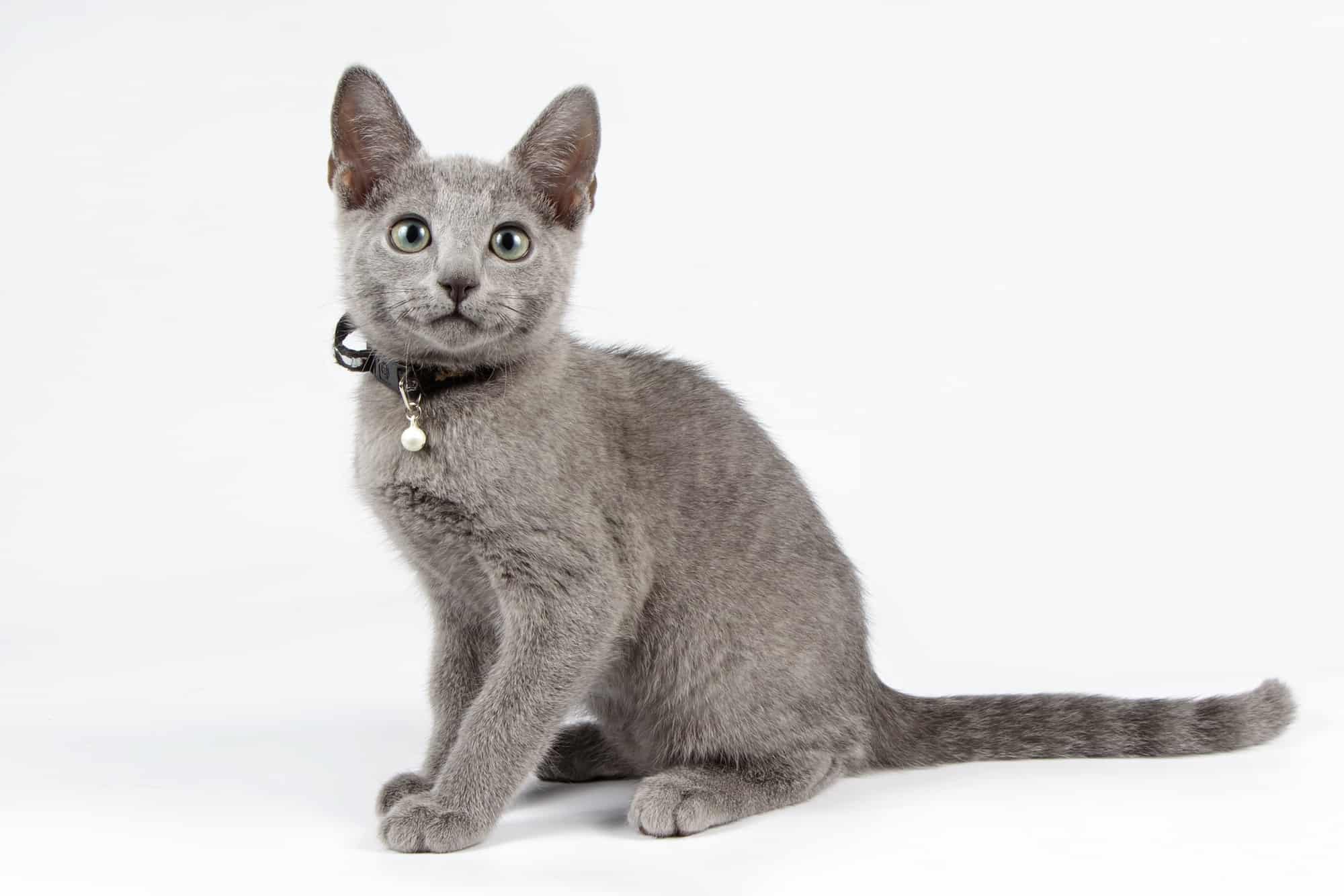 Maltese Cat: Info, Appearance, Facts & Price (With Pictures)