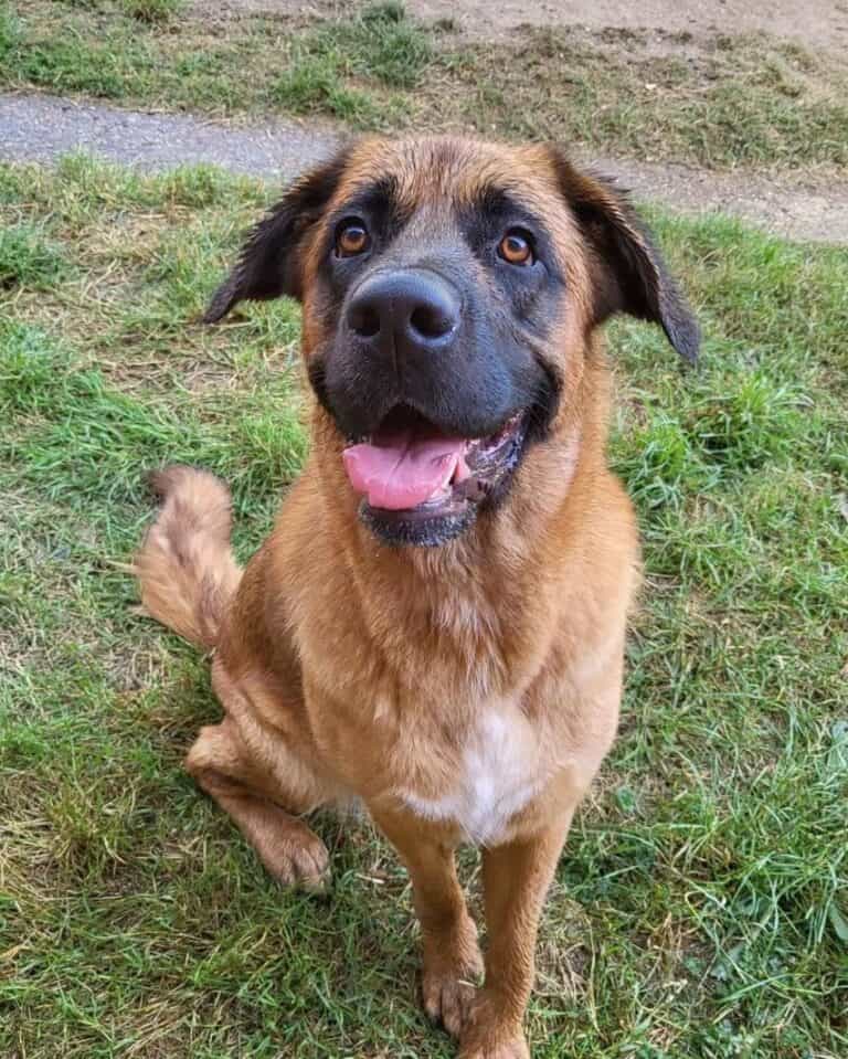 Saint Shepherd (Saint Bernard & German Shepherd Mix) Info, Pictures ...