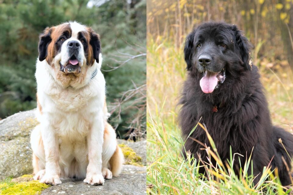 Saint Bernewfie (Saint Bernard & Newfoundland Mix) Info, Pictures, FAQs ...