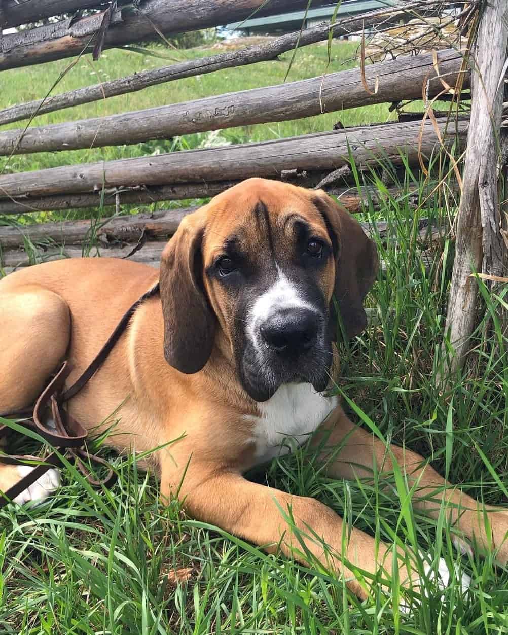 Saint Dane (Great Dane & Saint Bernard Mix) Info, Pictures, Facts, FAQs ...