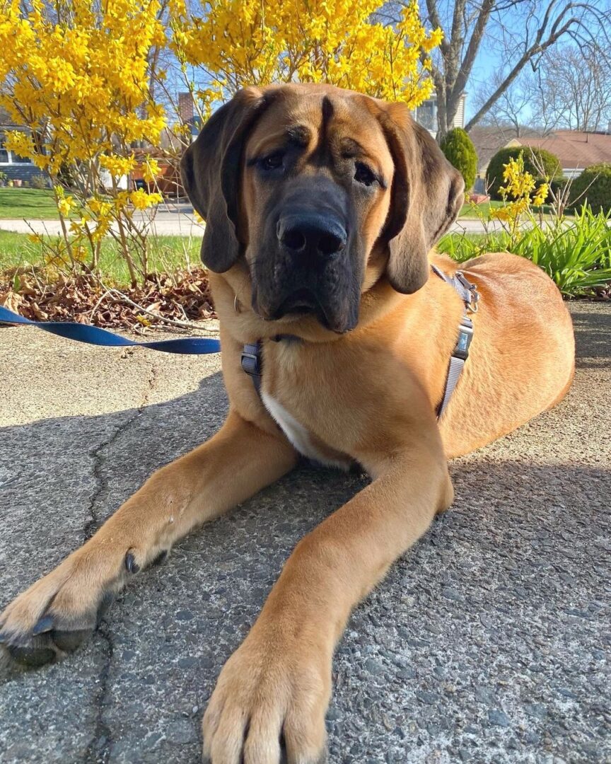 Saint Dane (Great Dane & Saint Bernard Mix) Info, Pictures, Facts, FAQs ...