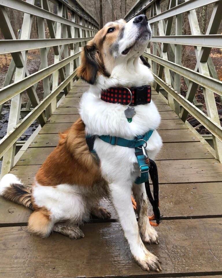 Saint Shepherd (Saint Bernard & German Shepherd Mix) Info, Pictures ...