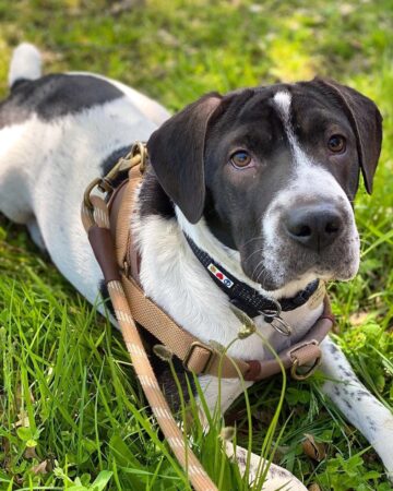 Sharp Eagle (Shar-Pei & Beagle Mix) Info, Pictures, Facts, FAQs & More