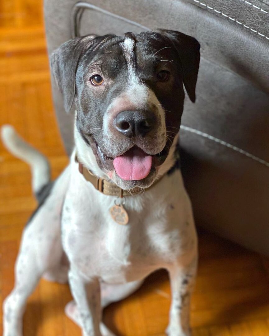 Sharp Eagle (Shar-Pei & Beagle Mix) Info, Pictures, Facts, FAQs & More