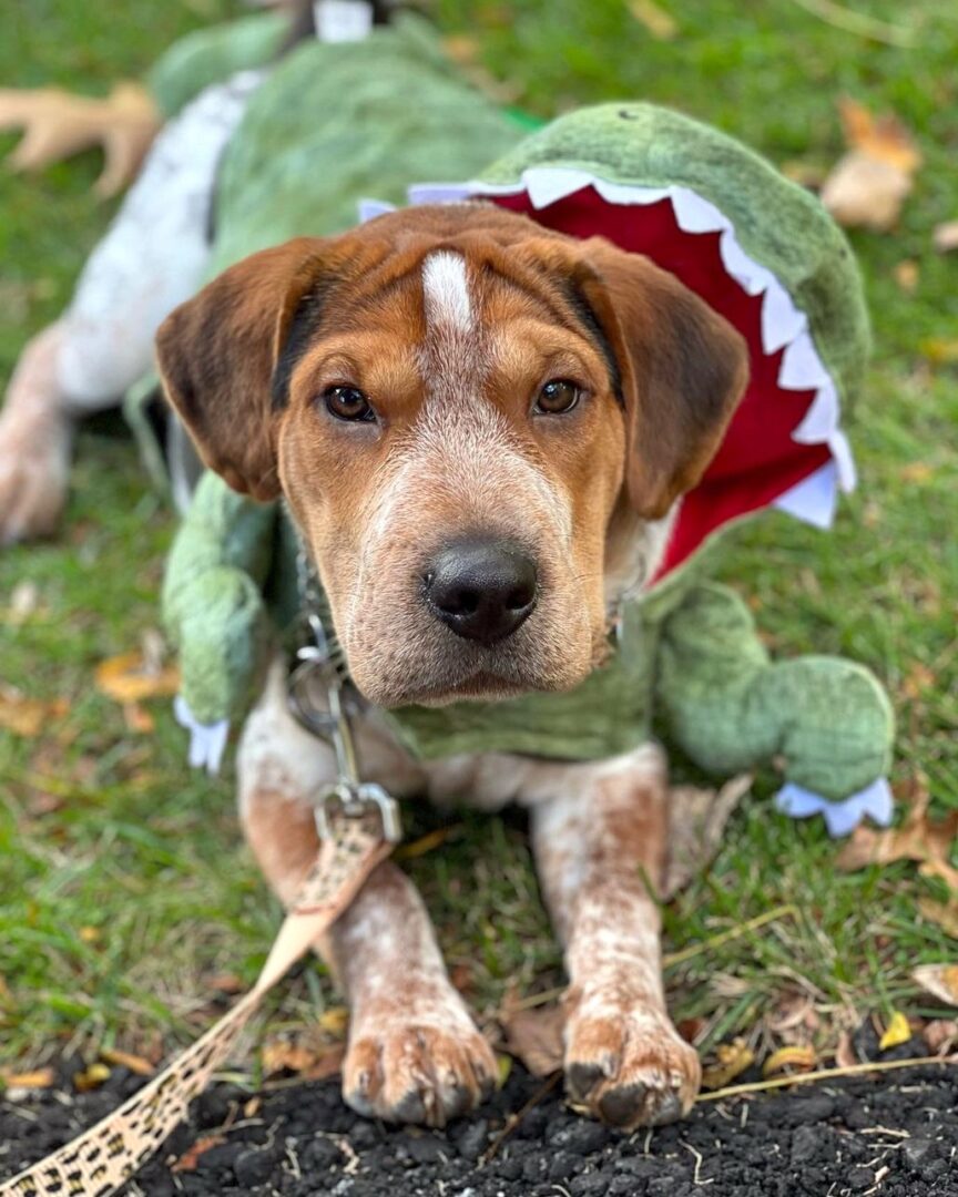 Sharp Eagle (Shar-Pei & Beagle Mix) Info, Pictures, Facts, FAQs & More