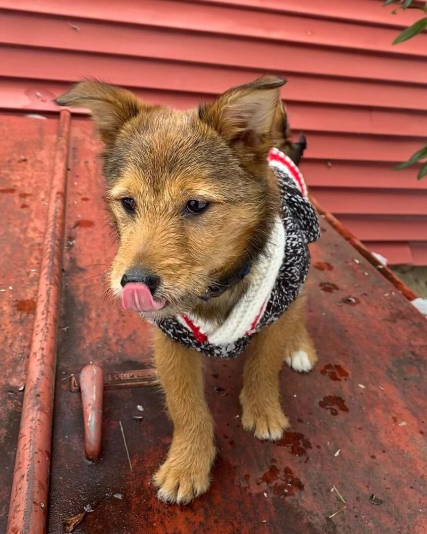 Poo Shi (Poodle & Shiba Inu Mix) Info, Pictures, Facts, FAQs & More