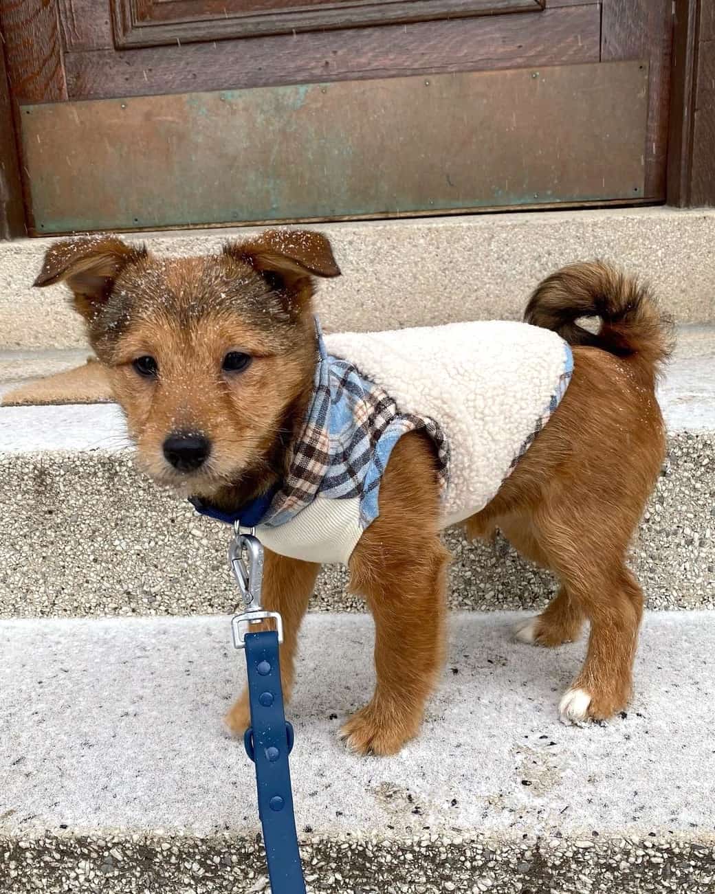 Poo Shi (Poodle & Shiba Inu Mix) Info, Pictures, Facts, FAQs & More