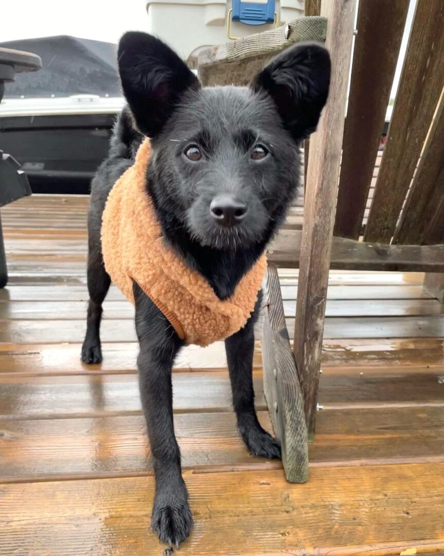 Poo Shi (Poodle & Shiba Inu Mix) Info, Pictures, Facts, FAQs & More