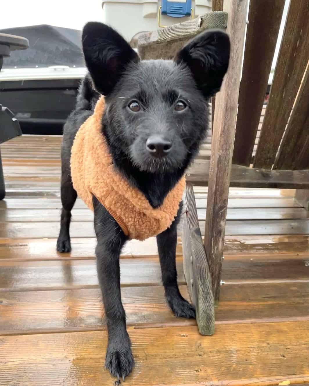 Poo Shi (Poodle & Shiba Inu Mix) Info, Pictures, Facts, FAQs & More