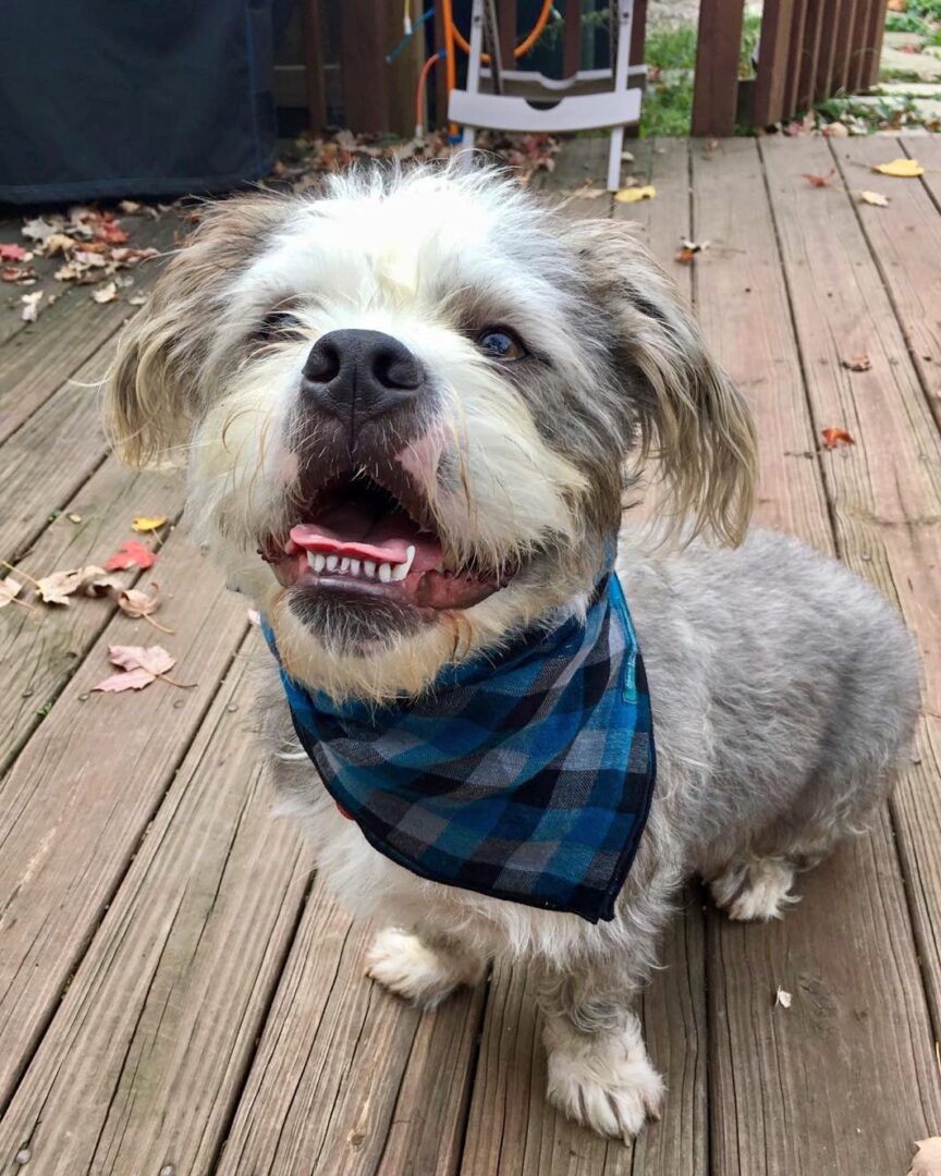 Pitshih (Shih Tzu & Pitbull Mix) Info, Pictures, Facts, FAQs & More