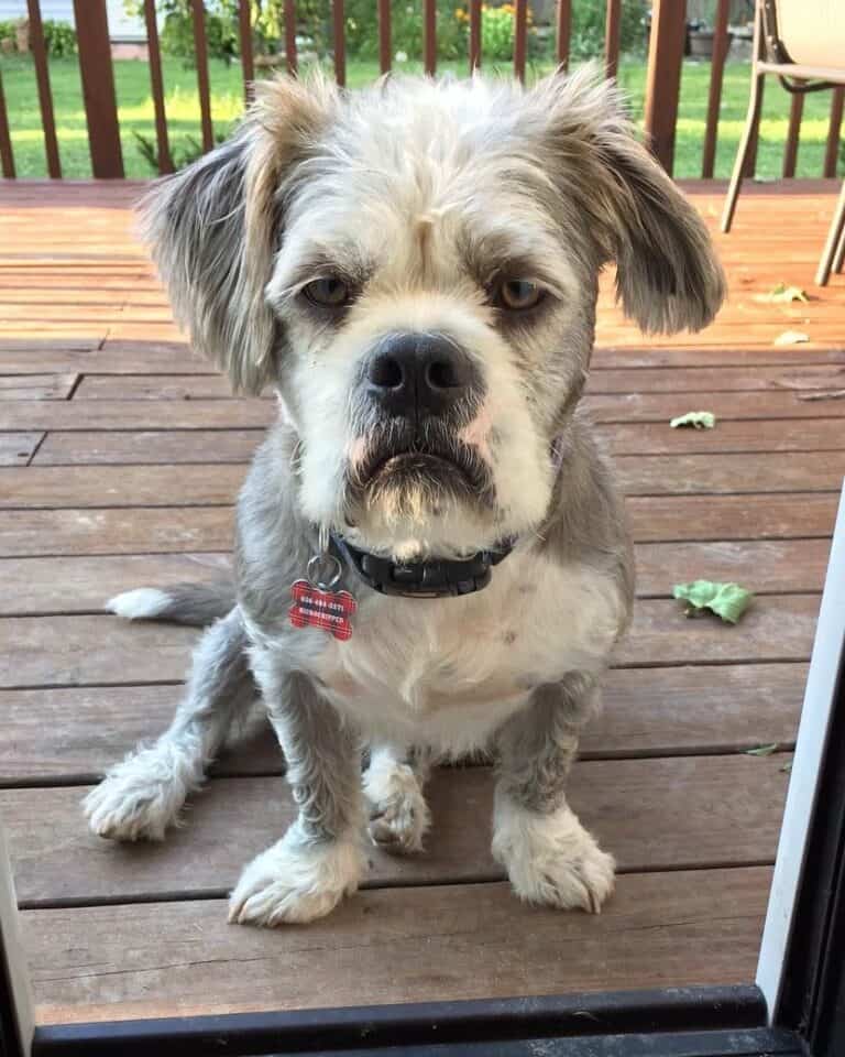 Pitshih (Shih Tzu & Pitbull Mix) Info, Pictures, Facts, FAQs & More