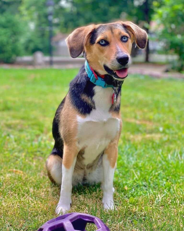 Beaski (Beagle & Husky Mix) Info, Pictures, Facts, FAQs & More