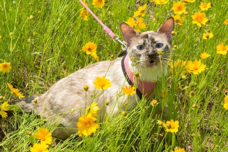 Tortie Point Siamese Cat: Info, Facts, Traits, Pictures & FAQs