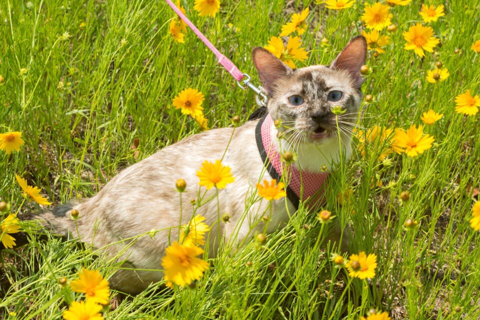 Tortie Point Siamese Cat: Info, Facts, Traits, Pictures & FAQs