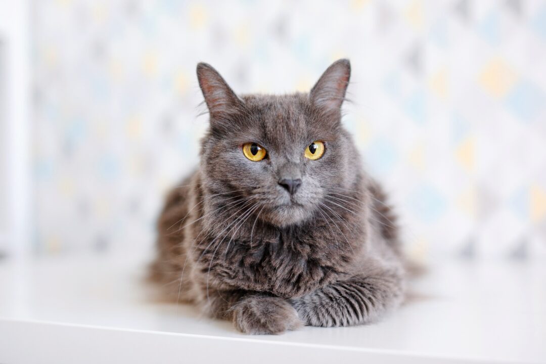 Grey Maine Coon: Facts, Patterns & Traits (With Pictures)