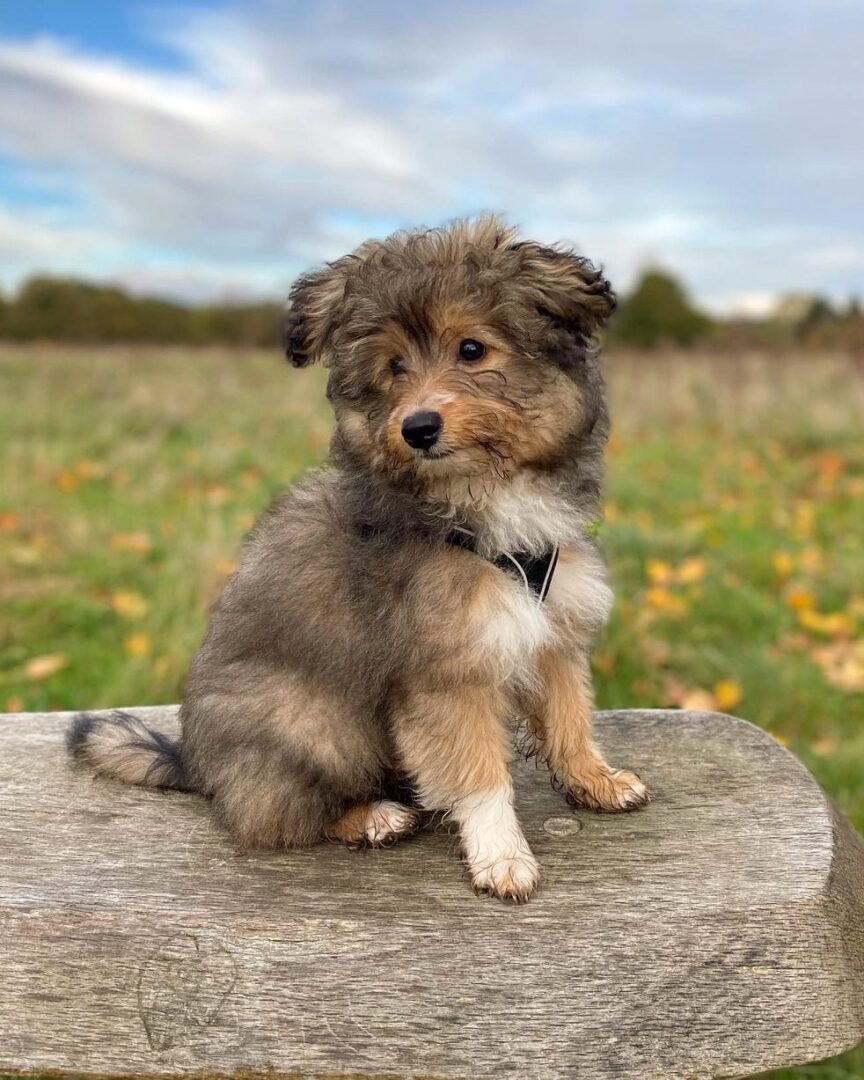 Spitzpoo (Spitz & Poodle Mix) Info, Pictures, Facts, FAQs & More