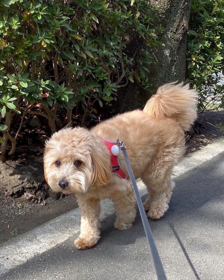 Spitzpoo (Spitz & Poodle Mix) Info, Pictures, Facts, FAQs & More