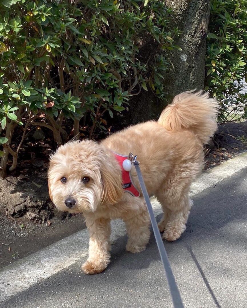 Spitzpoo (Spitz & Poodle Mix) Info, Pictures, Facts, FAQs & More