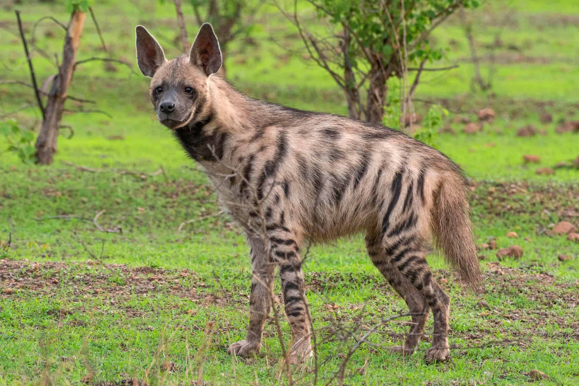 Are Hyenas Dogs or Cats or Something Else?